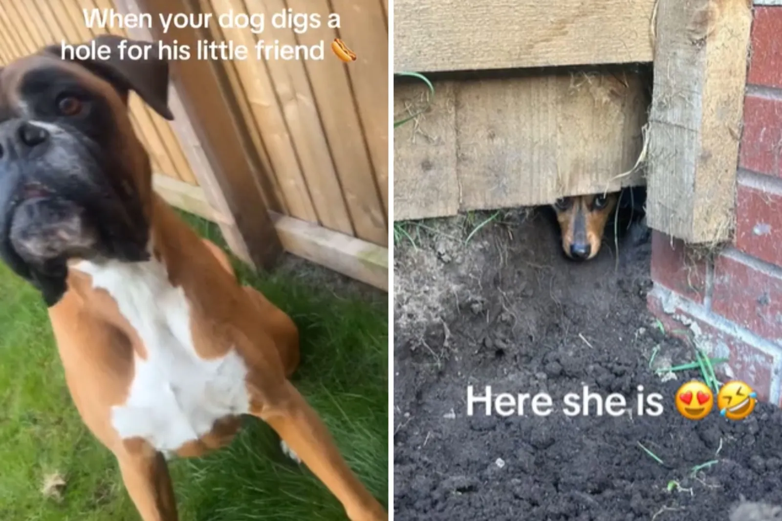 Dog Caught Digging Hole in Yard to See Dachshund Friend—’Can’t Even Be ...