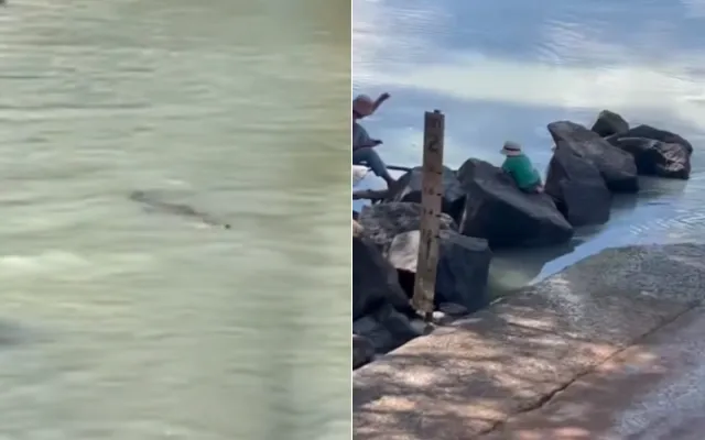 Crocodile News & Latest Pictures From Newsweek.com