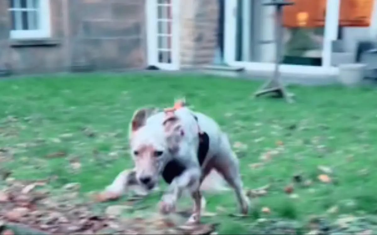 Moment Rescue Dog Realizes She Still Has a Home After Returning From ...