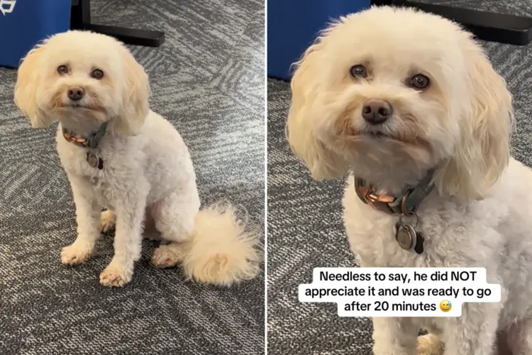 Dog’s Unimpressed Face When Owner Takes Him To Work: ‘Ready To Leave ...