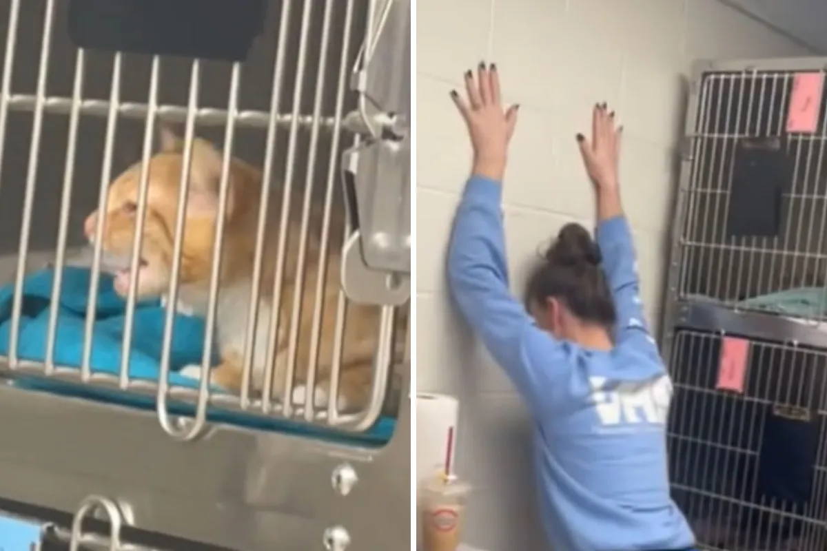 Here’s What 25 Angry Kittens Sound Like After Being Spayed: ‘Out for ...