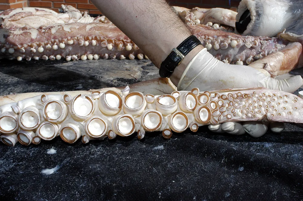 Squid News & Latest Pictures From Newsweek.com