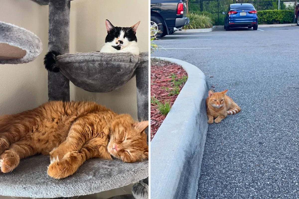 Anonymous Gesture To Save Cats During Hurricane Milton Goes Viral ...
