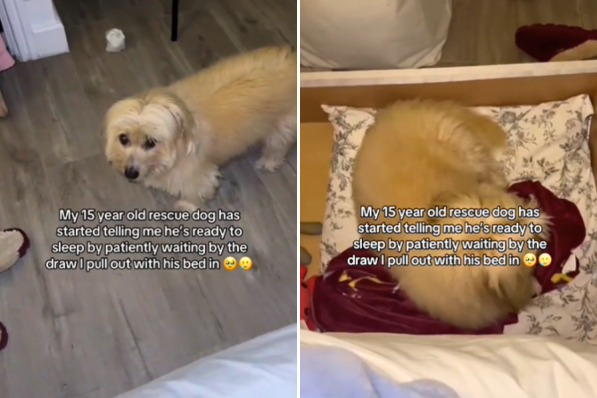 Tears Over How 15-Year-Old Rescue Dog Tells Owner ‘He’s Ready’ for Bed ...