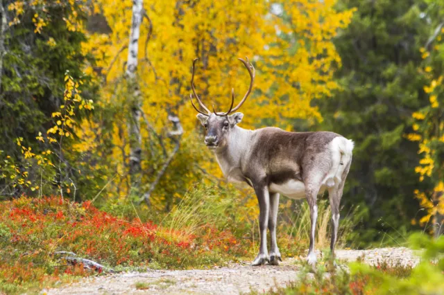 Reindeer News & Latest Pictures From Newsweek.com