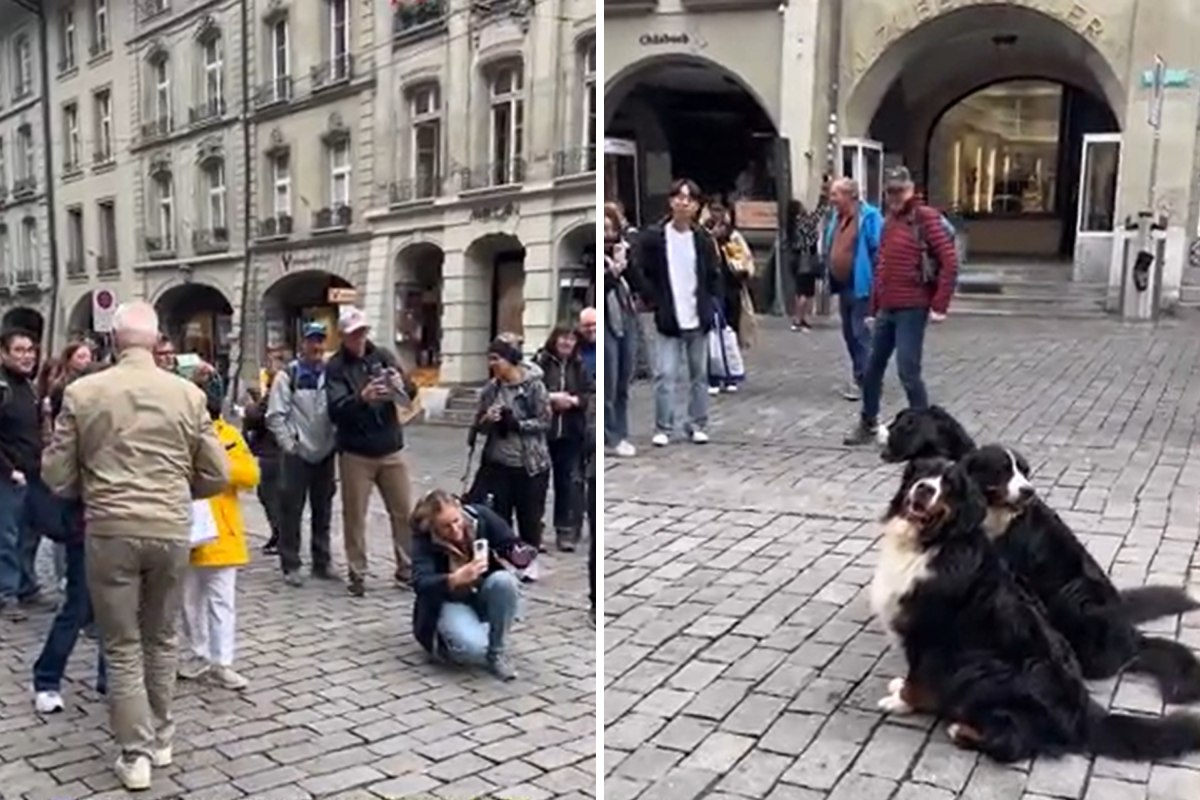 Tables Turn on Vacation When Owner’s Dogs Become the Tourist Attraction ...