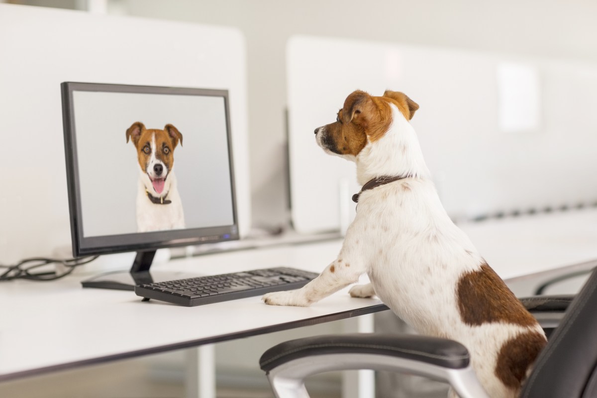 Dog Mistaken for ‘Stuffed Animal’ in Workplace Delights Internet - Newsweek