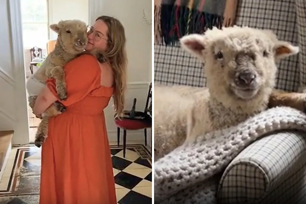 Woman Adopts Lamb as Pet, Discovers He Has the ‘Soul of a Puppy’ - Newsweek