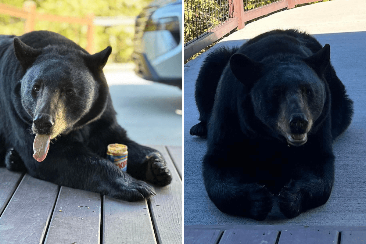 Bear Interrupts Family Eating Breakfast: ‘Neat Experience’ - Newsweek