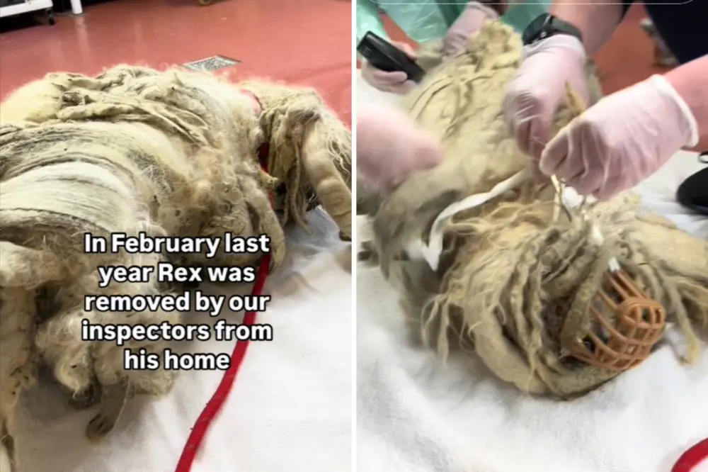 ‘Severely Matted’ Dog Rescued in Shocking State With Foot-Long ...
