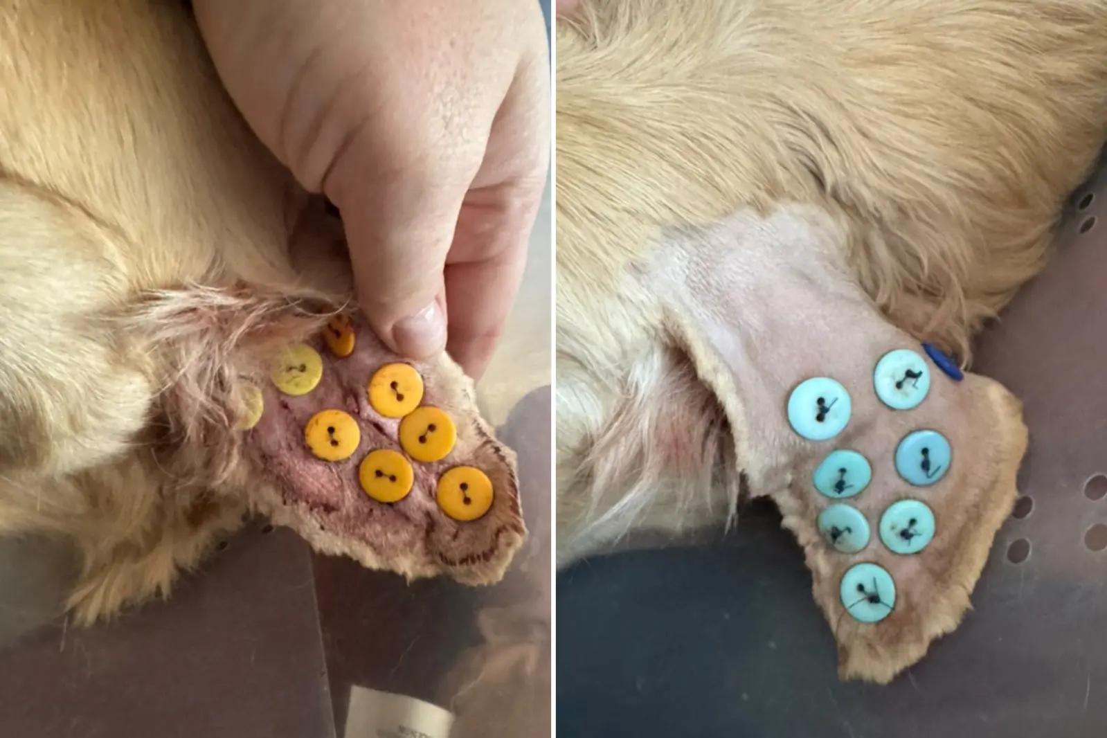 Shock at How Vet Fixes Golden Retriever’s Ear: ‘Now That’... - Newsweek