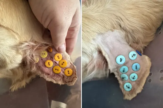 Shock at How Vet Fixes Golden Retriever’s Ear: ‘Now That’s Insane ...