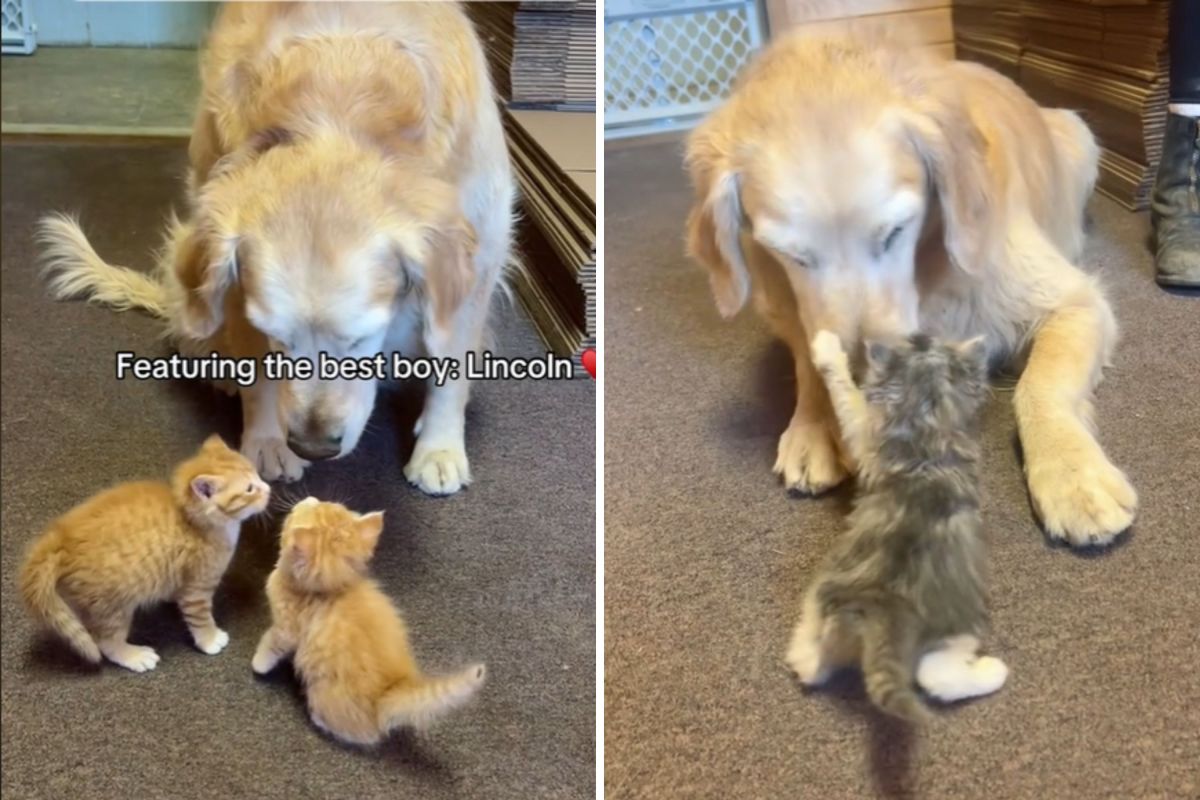 Watch How Golden Retriever Interacts With Foster Kittens—’Most Patient ...