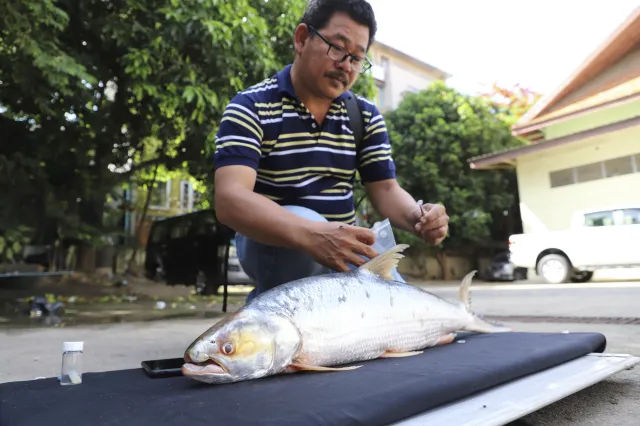 Mekong River ‘Ghost Fish’ Found After Being Declared Extinct - Newsweek