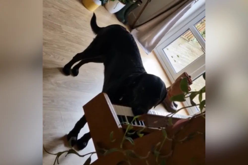 Dogsitter Hears Strange Noise, Finds Labrador Performing ‘Masterpiece ...