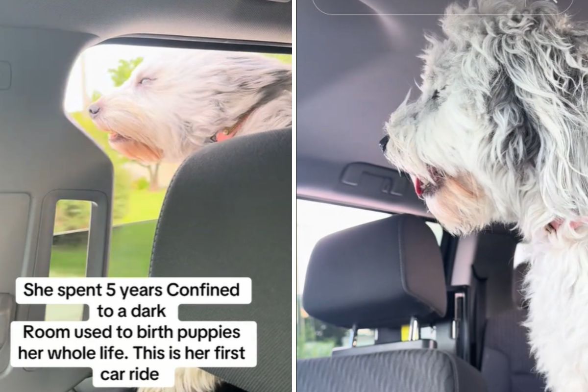 Watch as Puppy Mill Survivor Tastes ‘Freedom’ on First Car Ride - Newsweek