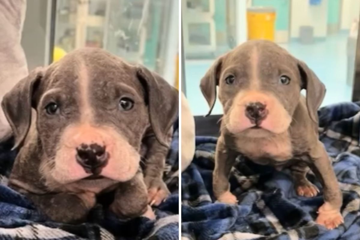 ‘Suffering’ of Backyard Breeding Revealed as Shelter Rescues Deformed ...