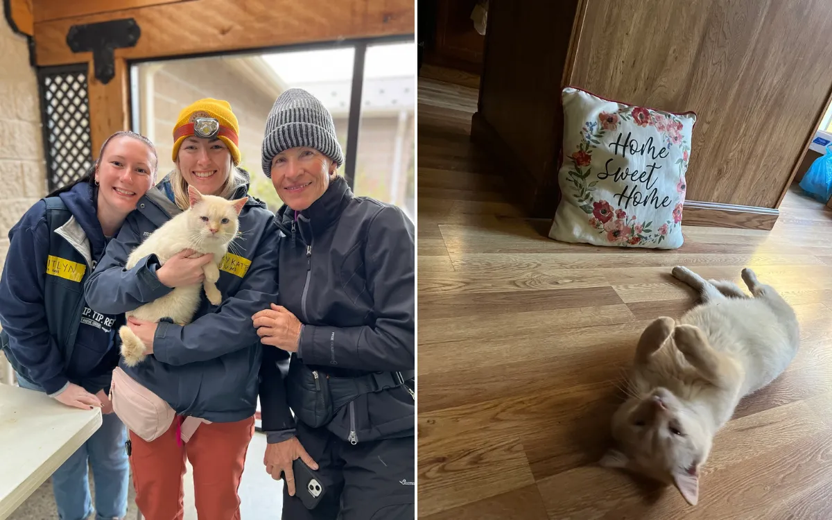 Family Watch as Cat Swept Away by Hurricane, Days Later They Hear a ...