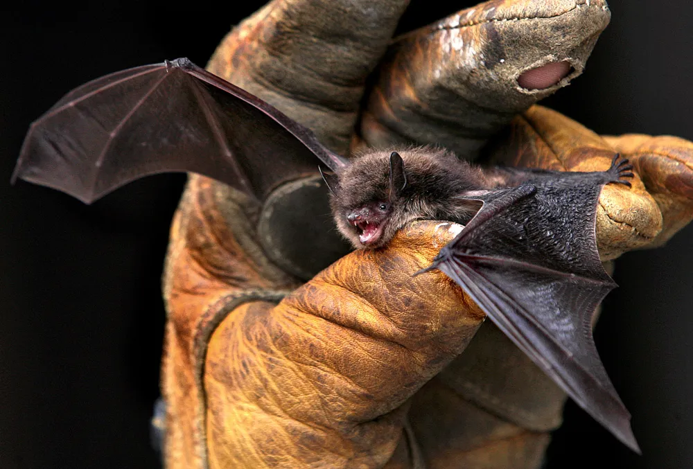 Deadly Bat Fungus Found in California Could Cause White-Nose Syndrome ...