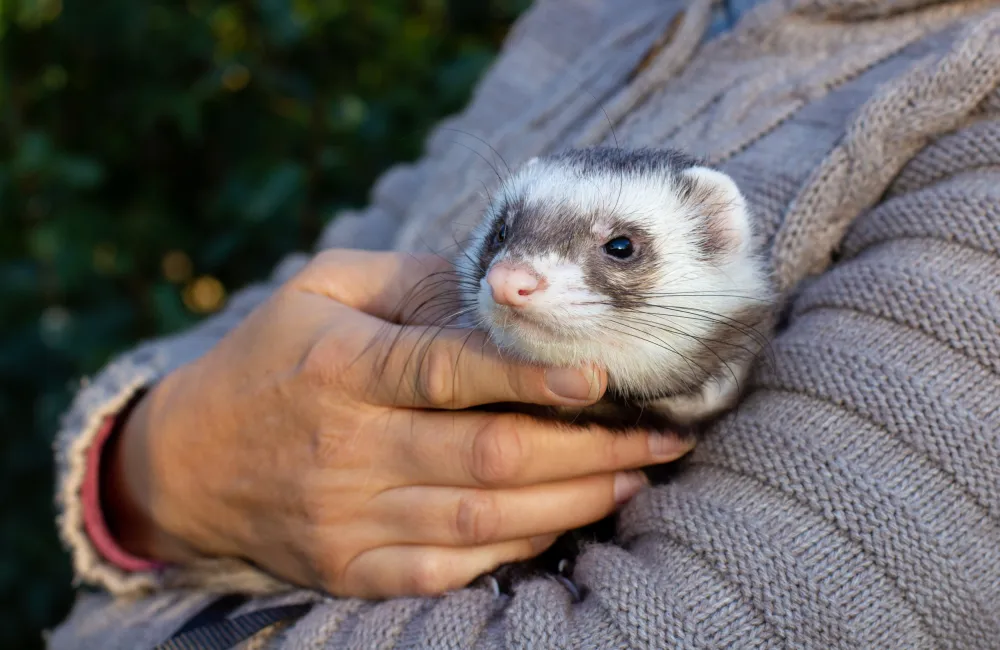 Woman Can’t Handle How People React to Her Pet in Public: ‘A Fairy ...