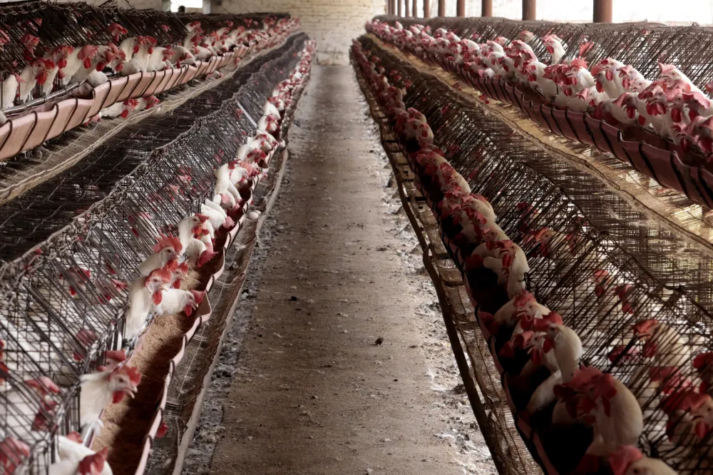First US Case of Bird Flu Detected in Pigs: What We Know - Newsweek