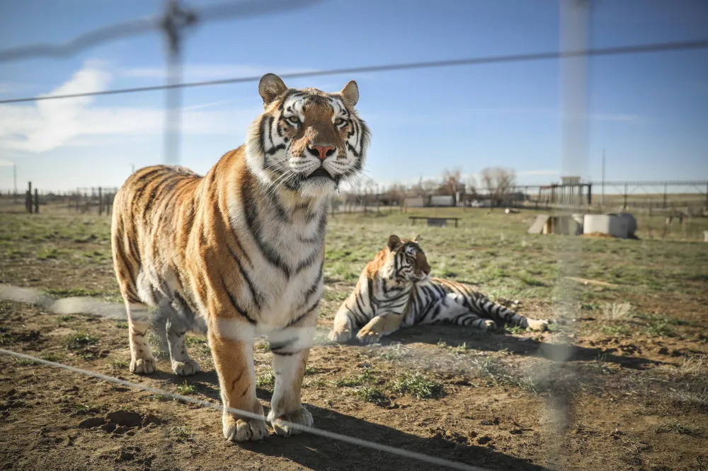 Tiger King News & Latest Pictures From Newsweek.com
