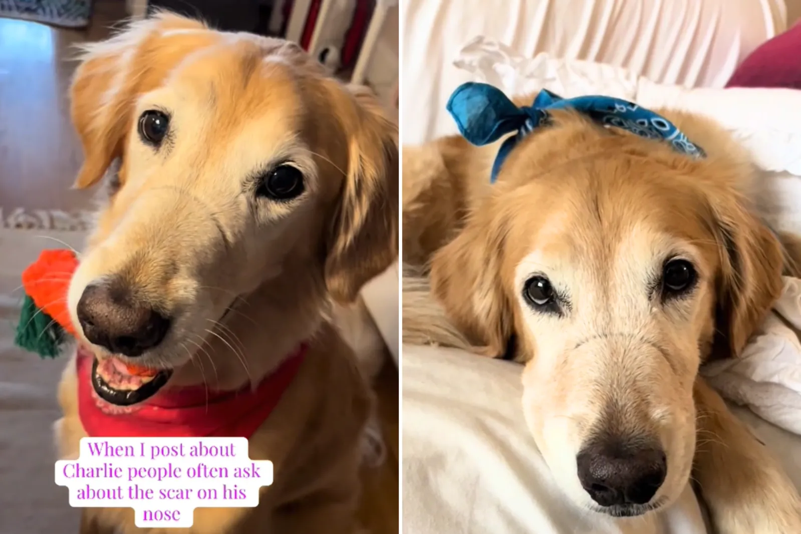 How a Dog’s Scar From Neglect Became a ‘Love Line’ After Adoption ...