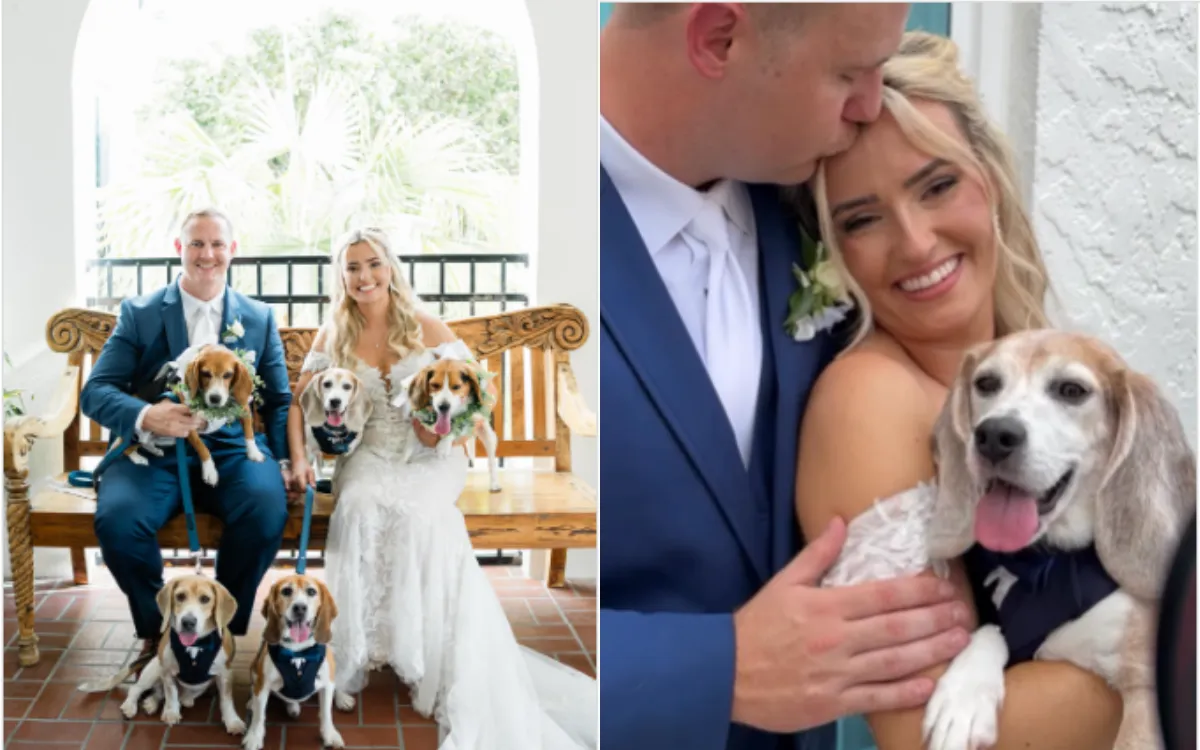 Couple Getting Married Have 5 Rescue Dogs, You Can Guess What Happens ...