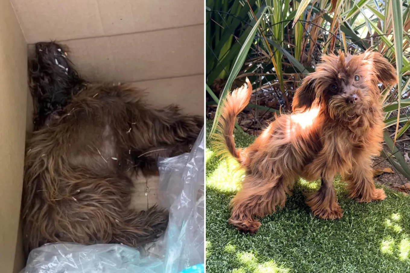 Disabled Dog Covered in Maggots and Dumped in Box To Die Finds Forever ...