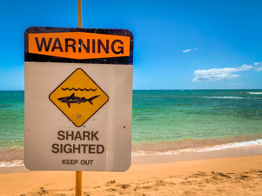 Surfer’s Leg “Completely Severed” in Maui Beach Shark Attack - Newsweek