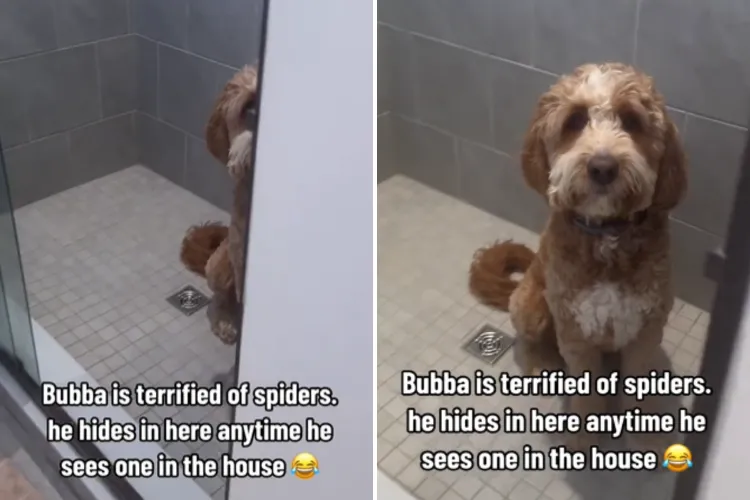 Goldendoodle ‘Terrified’ of Spiders Hides in the Most Hilarious Place ...