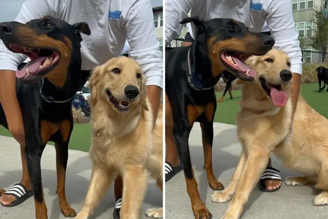 Golden Retriever Hears BFF’s Name, Internet Can’t Cope With Her ...