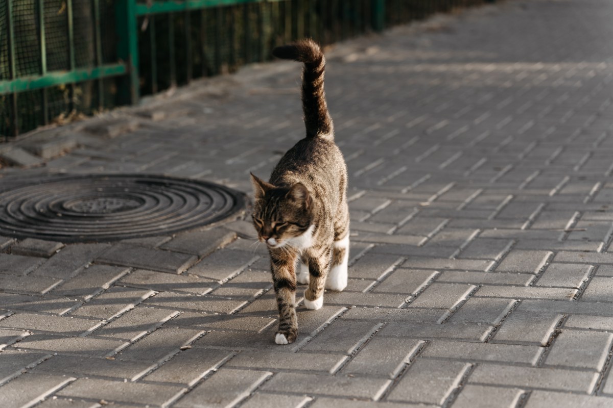 Cat Knows When Owner Travels Home From Work, Waits at End of Road Each ...