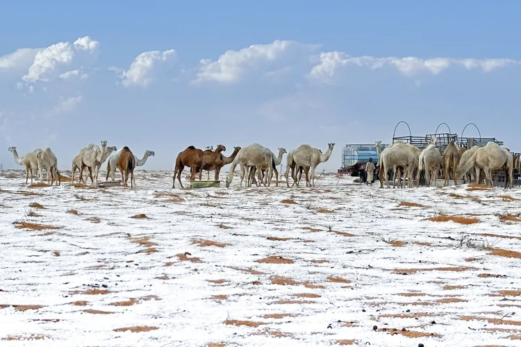 Saudi Arabian Desert Gets First Ever Snowfall - Newsweek