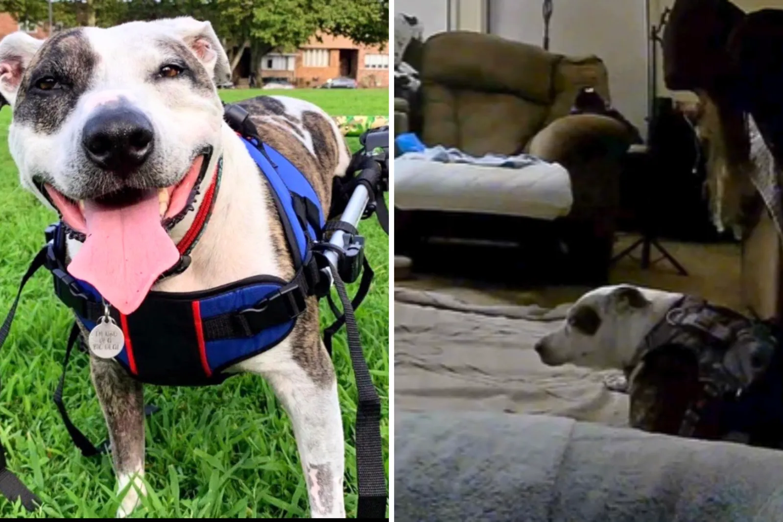 Dog Enjoys Snack, What Happens Next Is Every Owners Worst Nightmare ...
