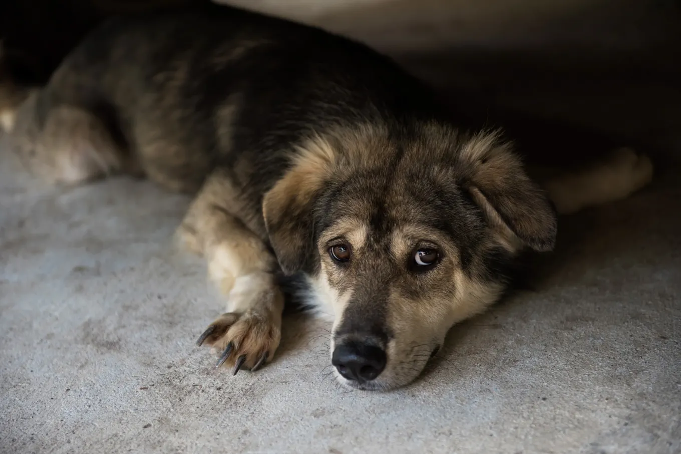 Dog ‘Confused and Scared’ As Family of 13 Years Surrenders Him at ...