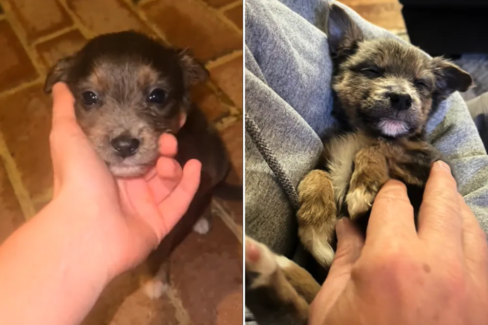 Family Adopts Puppy Found by Side of the Road: ‘Immediately Fell in ...