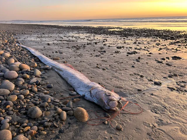 Southern California Doomsday Fish: What We Know - Newsweek