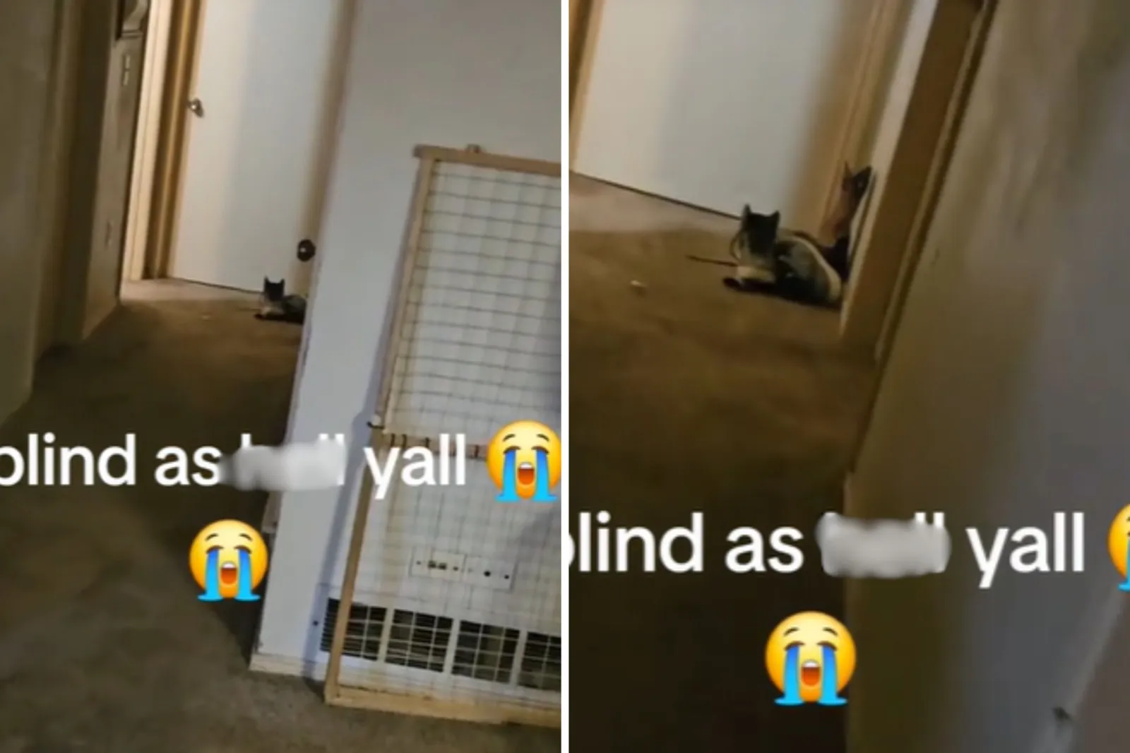 Man Thinks Random Cat Broke Into His House, Unprepared for What He ...