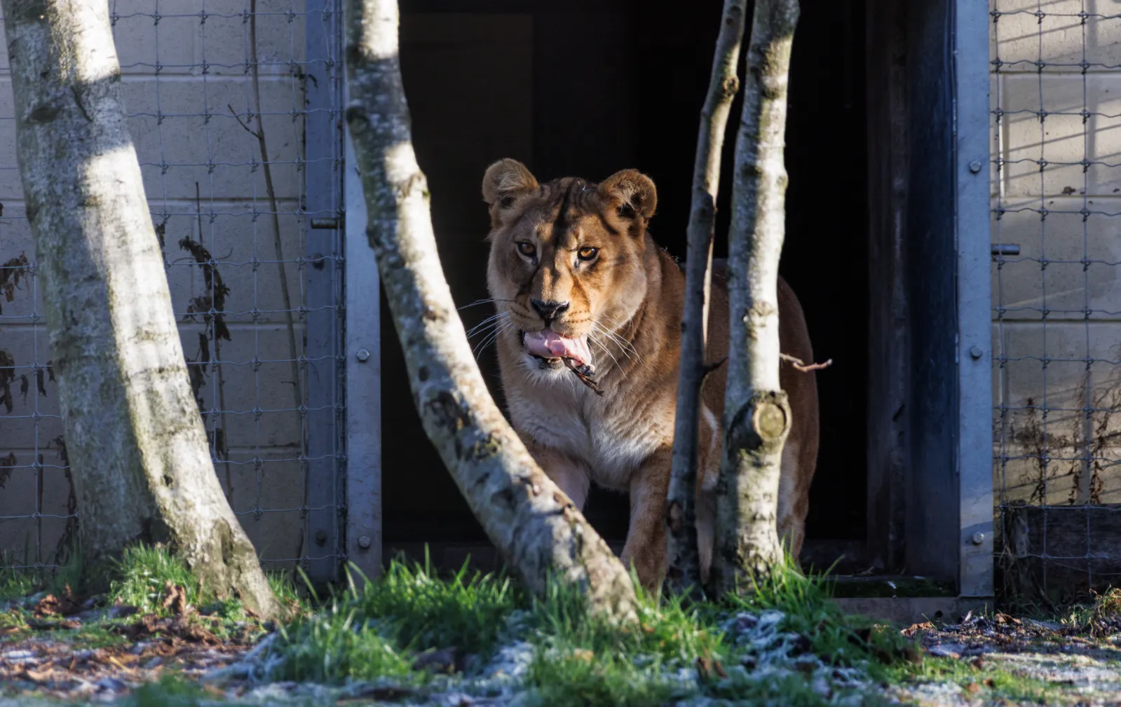 Video Shows Lions Rescued From Ukraine Shelling: ‘Second Chance at Life ...