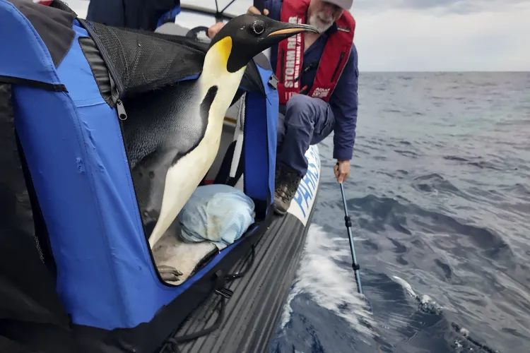 Emperor Penguin Gus Released to Sea After Rare Visit - Newsweek