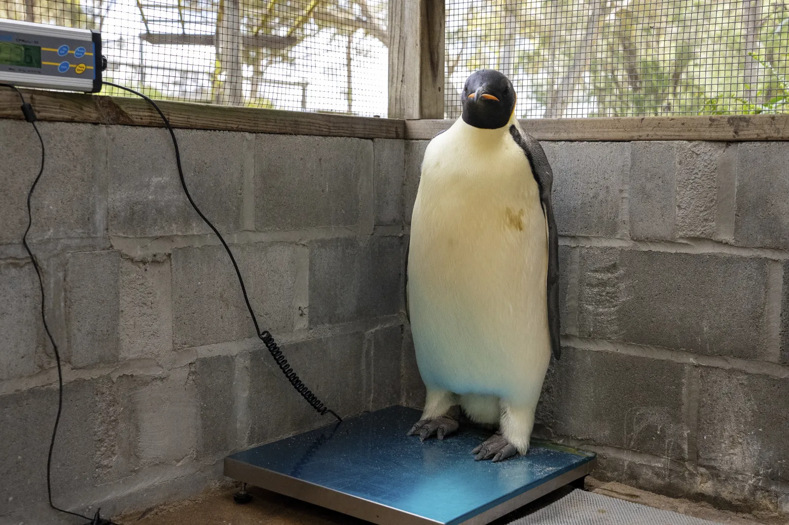 Emperor Penguin Gus Released to Sea After Rare Visit - Newsweek