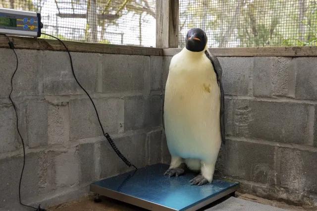 Emperor Penguin Gus Released to Sea After Rare Visit - Newsweek