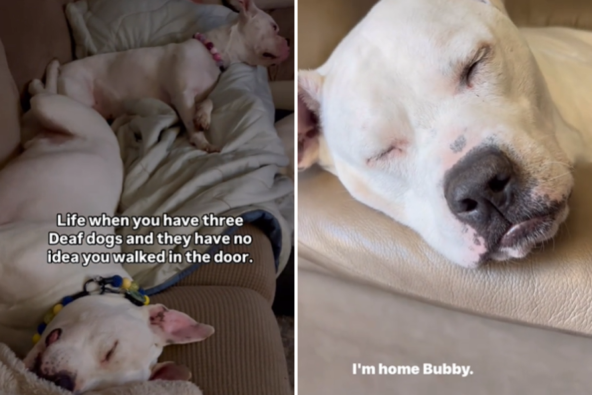 Adorable Way Man Wakes Deaf Dogs From Nap So They ‘Don’t Startle ...