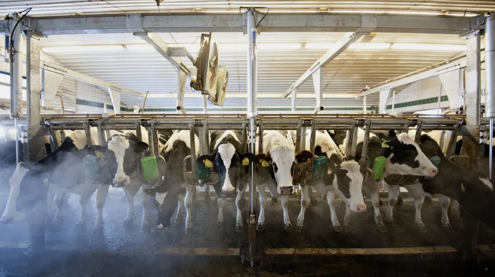 Putting an End to Gassy Cows - Newsweek