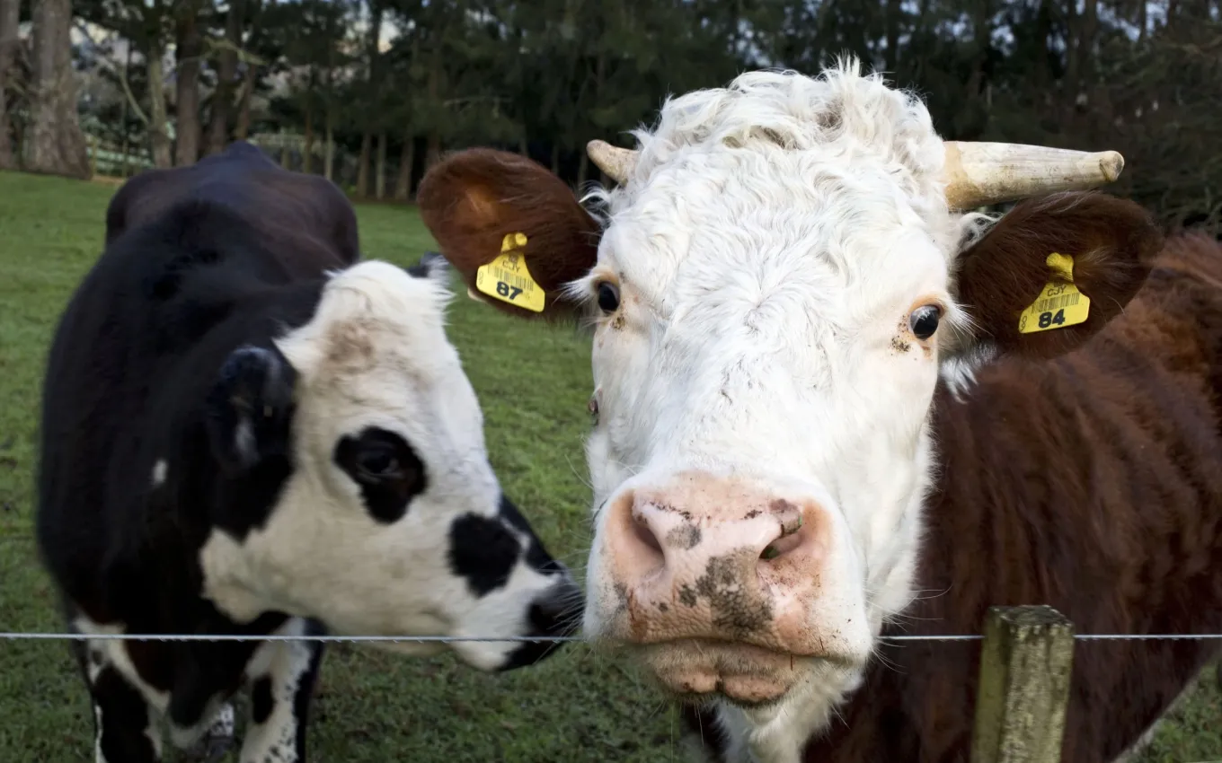 Putting an End to Gassy Cows - Newsweek