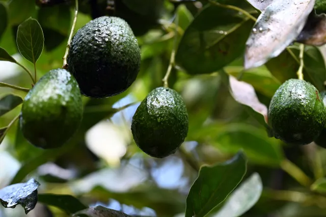 Avocado Prices Set To Soar Because of Trump Tariffs - Newsweek