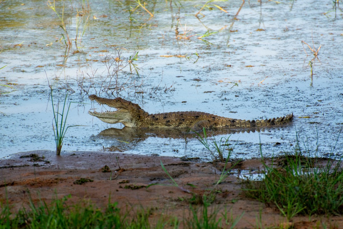 Drone Finds 3-Meter Crocodile Lurking in Waves at Popular Tourist Beach ...