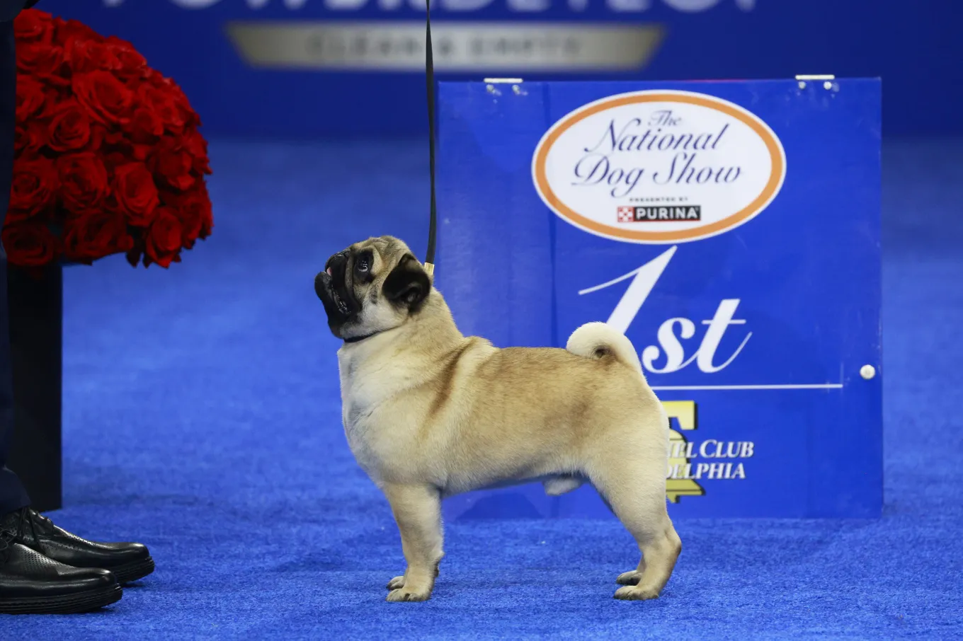 Vito the Pug Makes History at National Dog Show - Newsweek