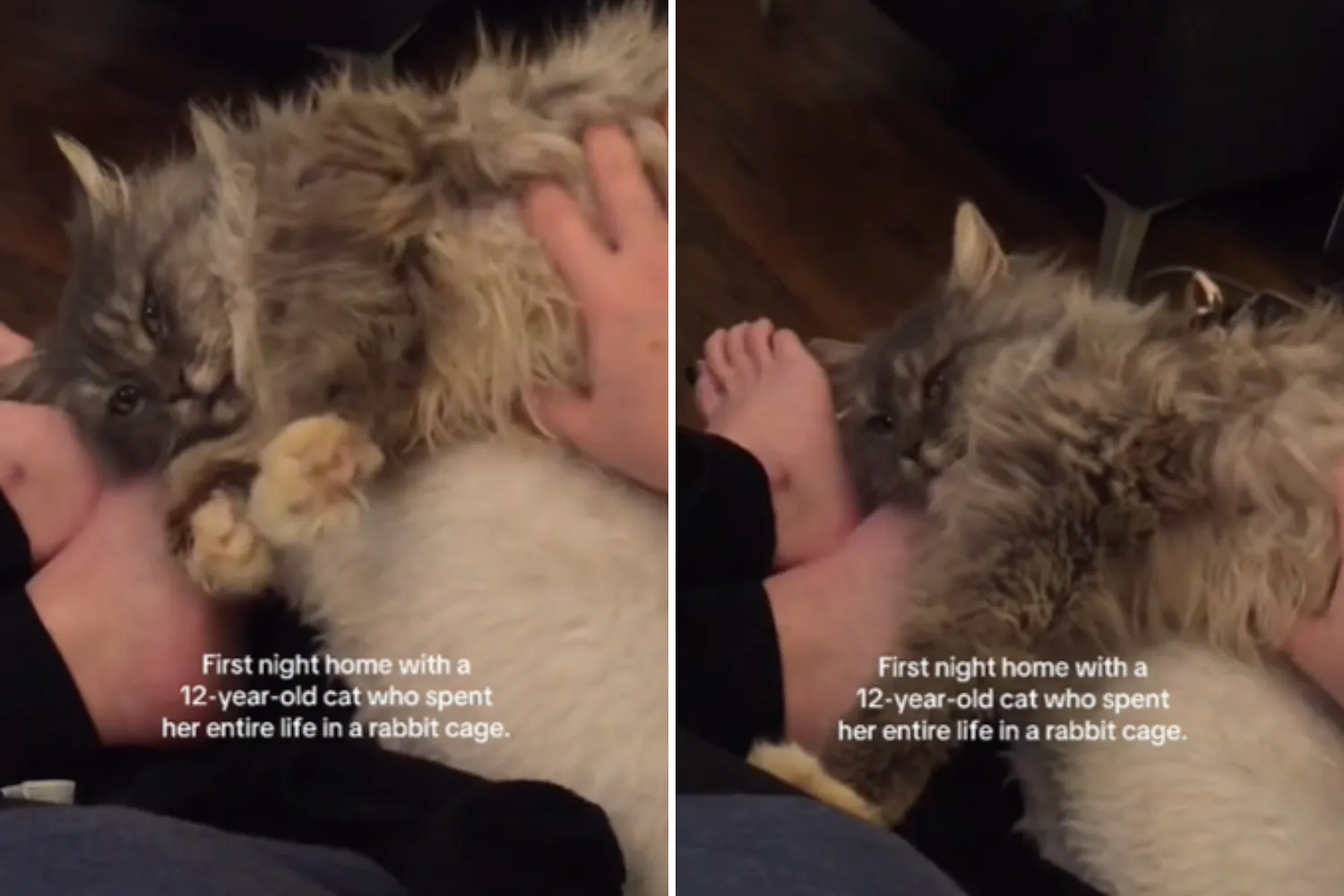 Watch What 12-Year-Old Cat Does First Night in New Home After Life in ...